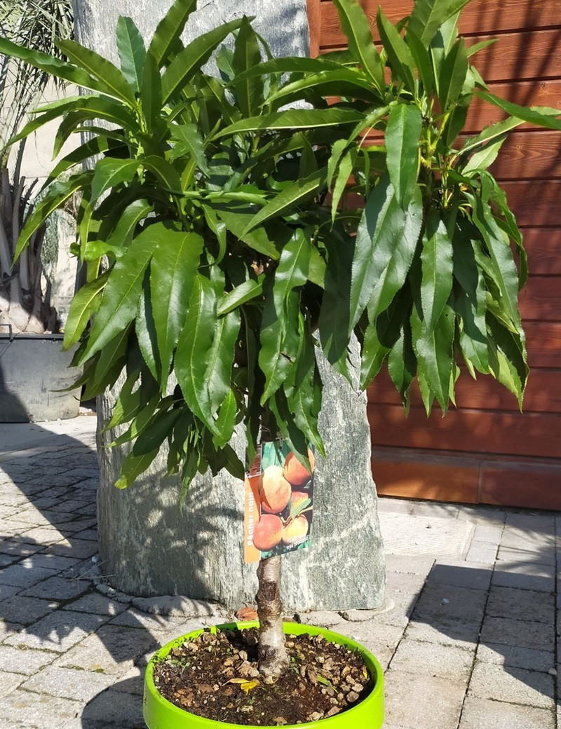 PÊCHER NAIN (Prunus persica)