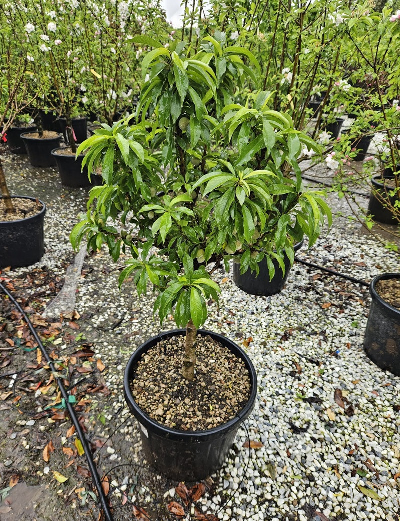 PÊCHER NAIN (Prunus persica)