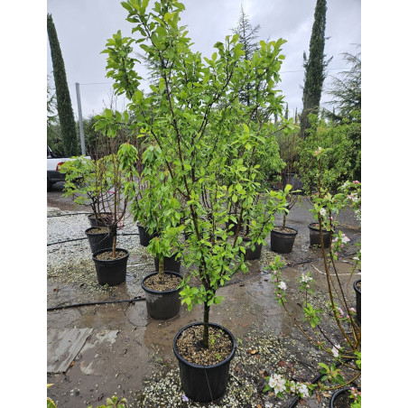 PRUNIER NAIN (Prunier domestica)