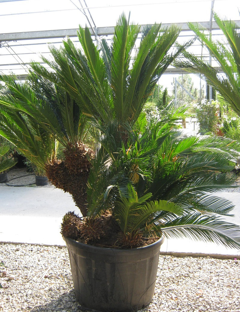 CYCAS revouluta (Cycas du Japon, Sagoutier, Sagou du Japon)