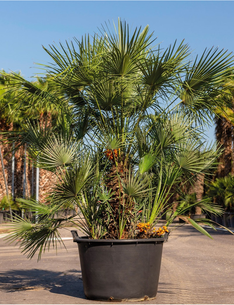 CHAMAEROPS humilis (Palmier nain)