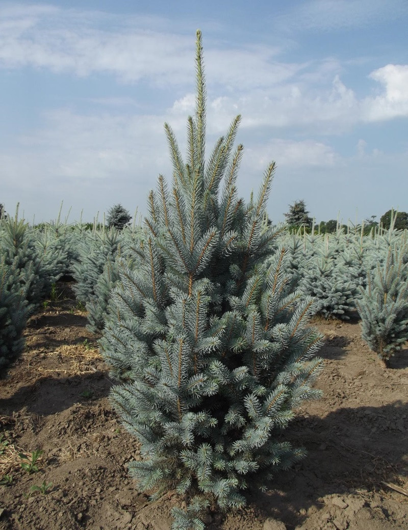 PICEA pungens ISELI FASTIGIATE (Épicéa bleu)