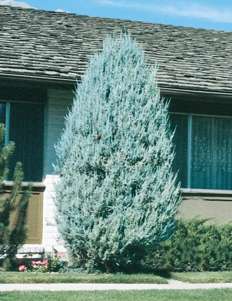 JUNIPERUS scopulorum MOONGLOW (Genévrier)