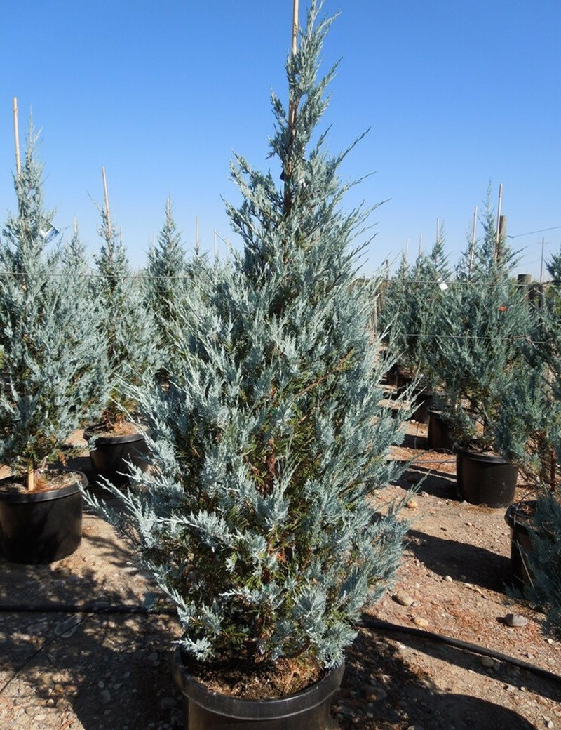 JUNIPERUS scopulorum MOONGLOW (Genévrier)