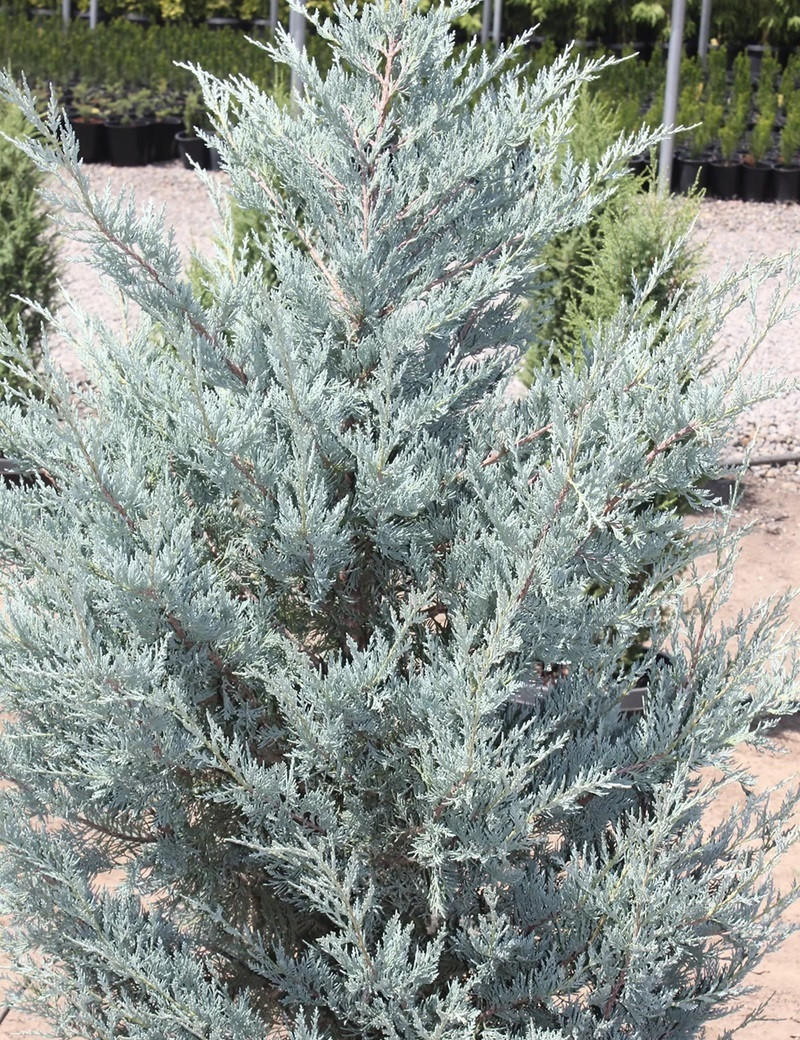 JUNIPERUS scopulorum MOONGLOW (Genévrier)