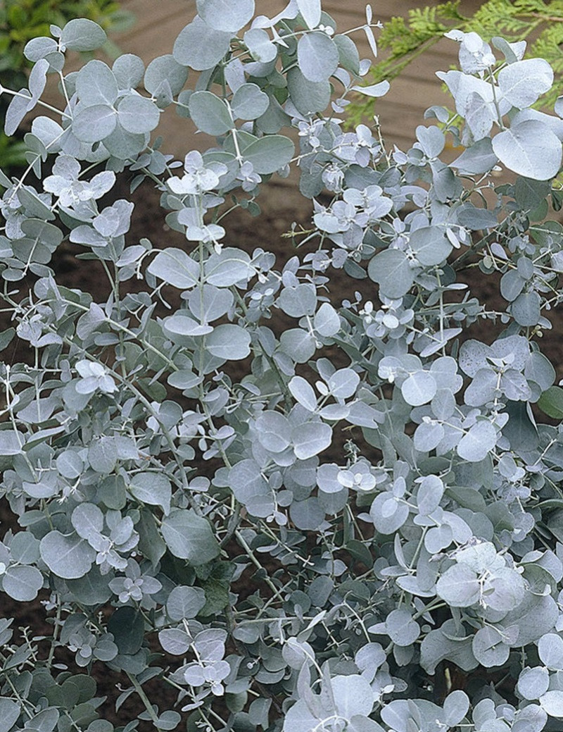 EUCALYPTUS pulverulenta BABY BLUE (Eucalyptus Baby Blue - Gommier argenté)