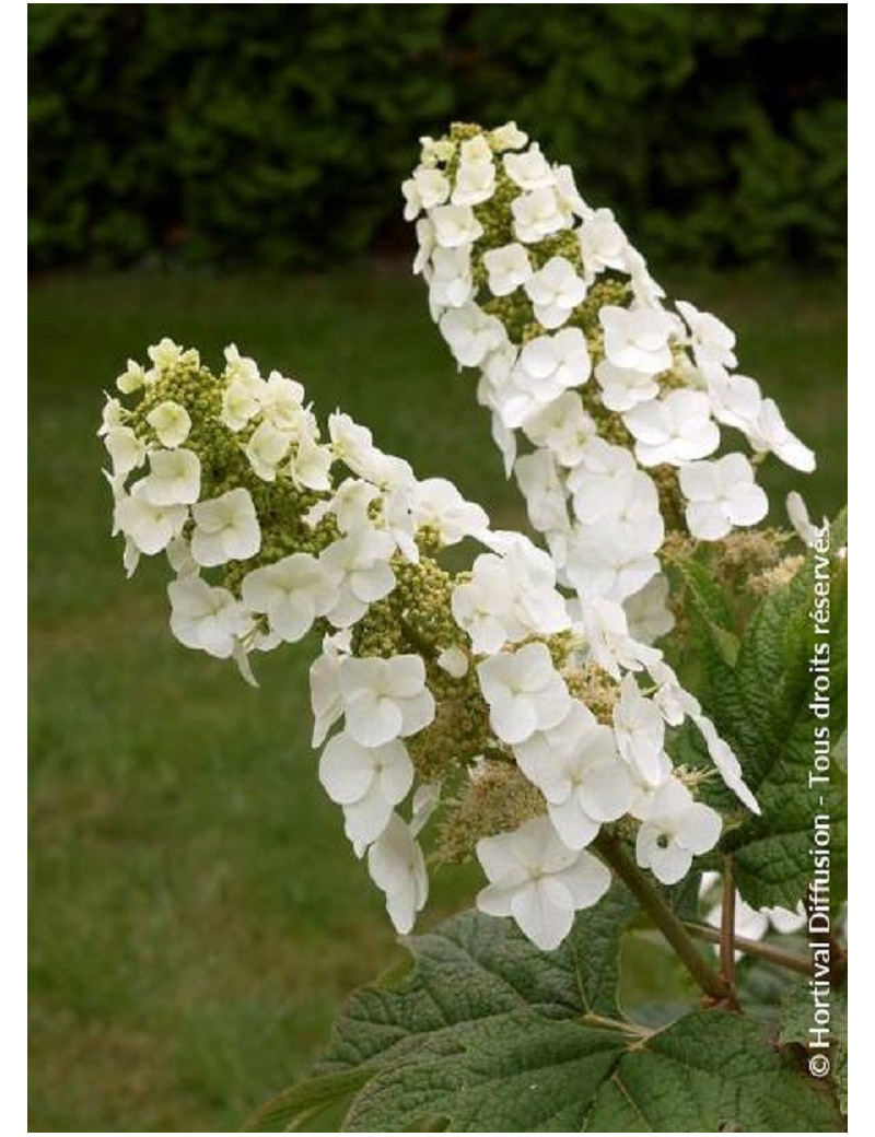 HYDRANGEA quercifolia APPLAUSE (Hortensia à feuilles de chêne)