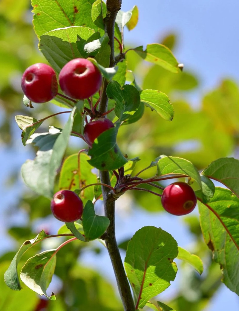 MALUS MOKUM (Pommier d'ornement)