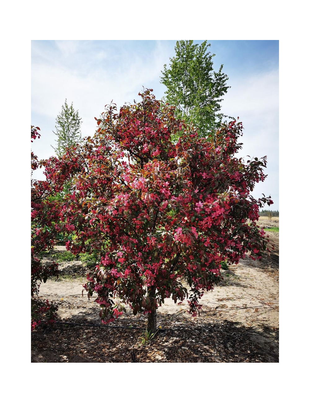 MALUS MOKUM (Pommier d'ornement)