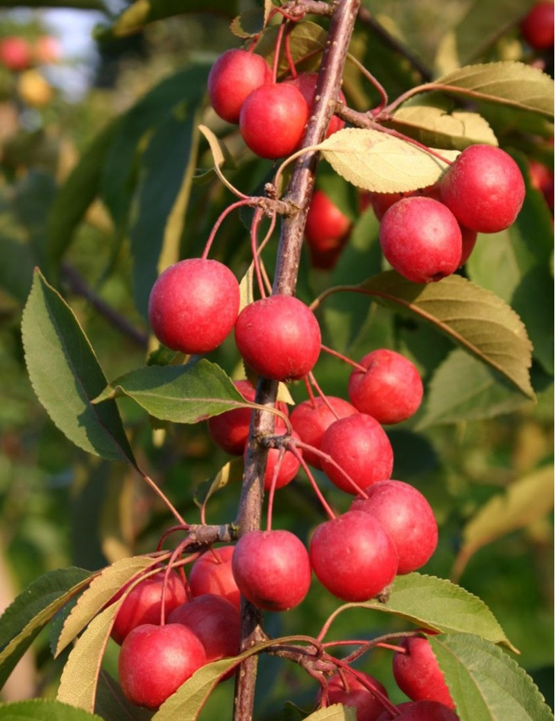 MALUS PROFUSION (Pommier d'ornement)