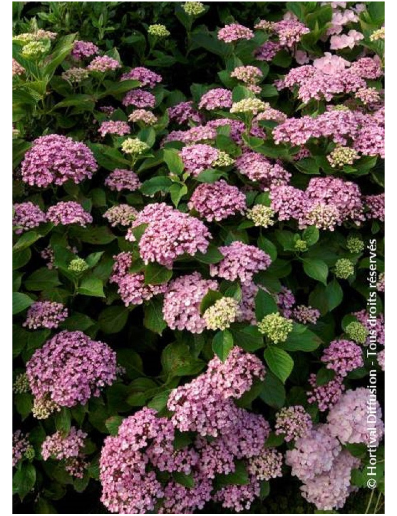 HYDRANGEA AYESHA (Hortensia)