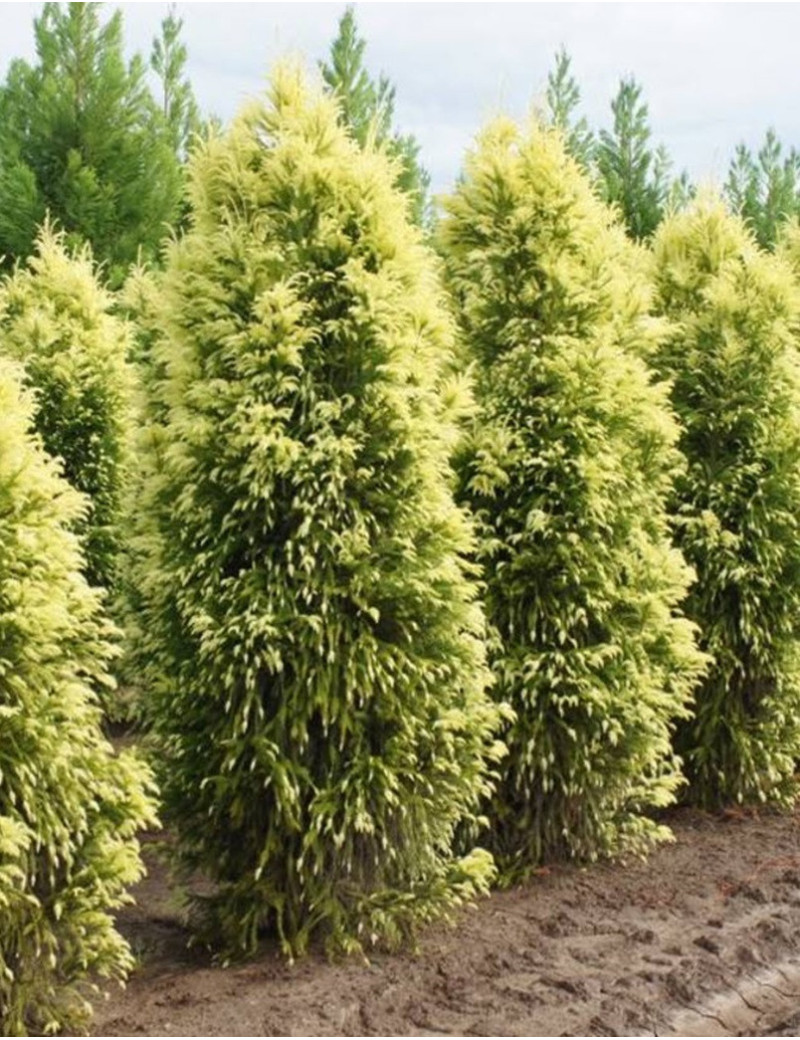 CRYPTOMERIA japonica SEKKAN SUGI (Cèdre du Japon)