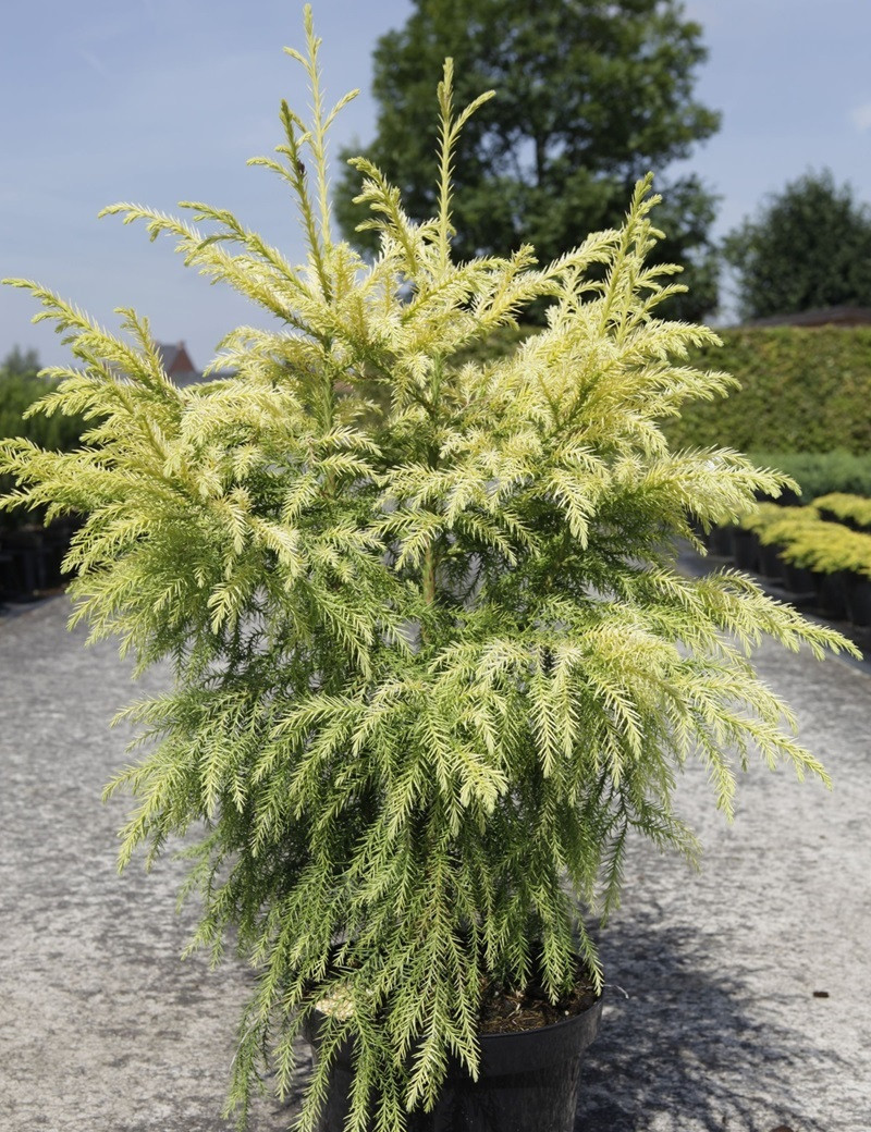 CRYPTOMERIA japonica SEKKAN SUGI (Cèdre du Japon)