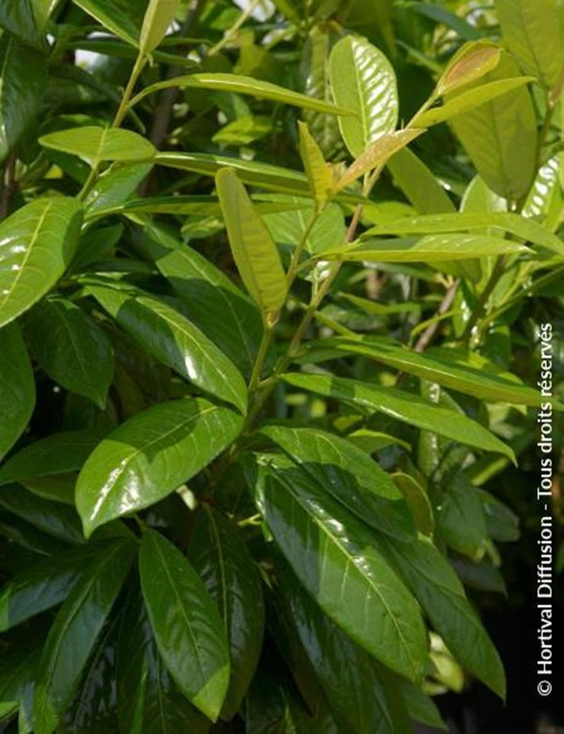 PRUNUS laurocerasus NOVITA (Laurier-cerise, Laurier-amande, Laurier palme)