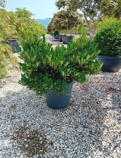 DISTYLIUM myricoides BLUE CASCADE® (Distylium)