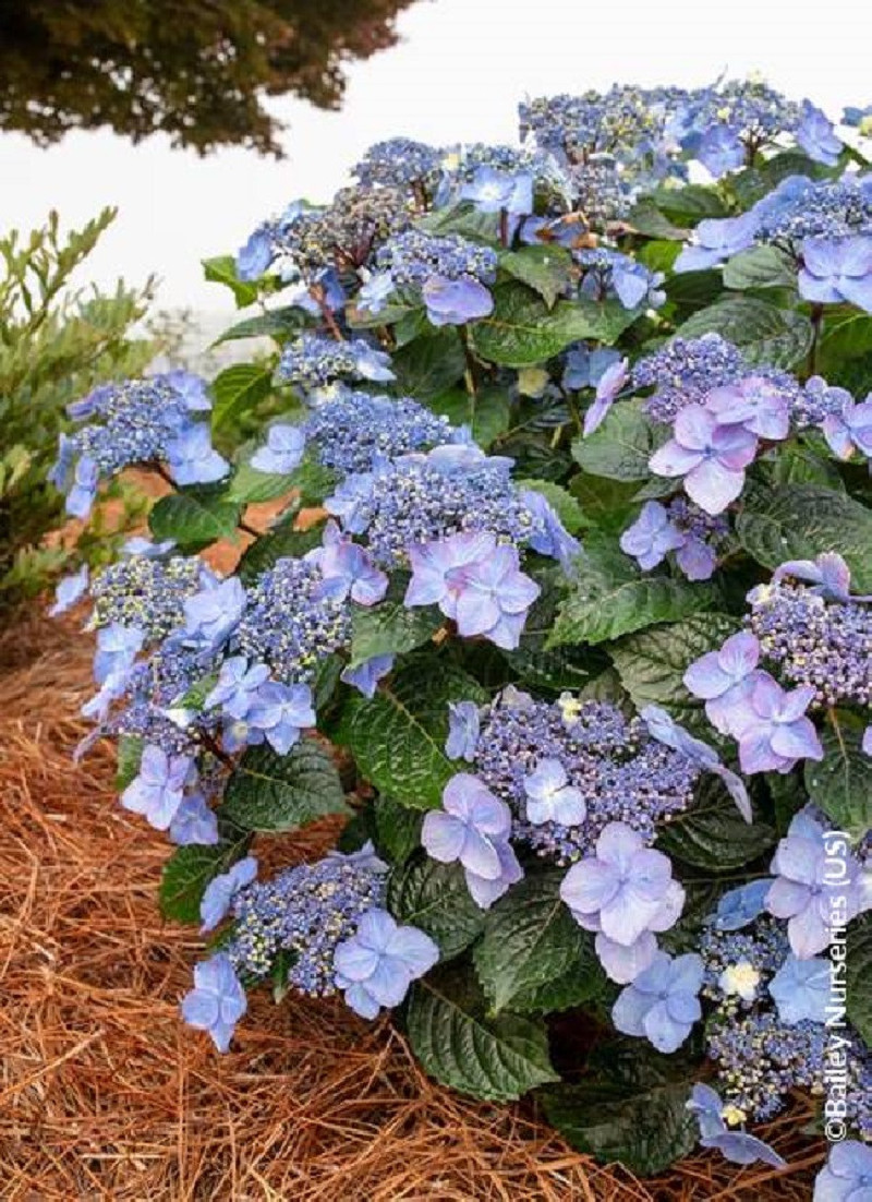 HYDRANGEA ENDLESS SUMMER POP STAR BLEU® (Hortensia)