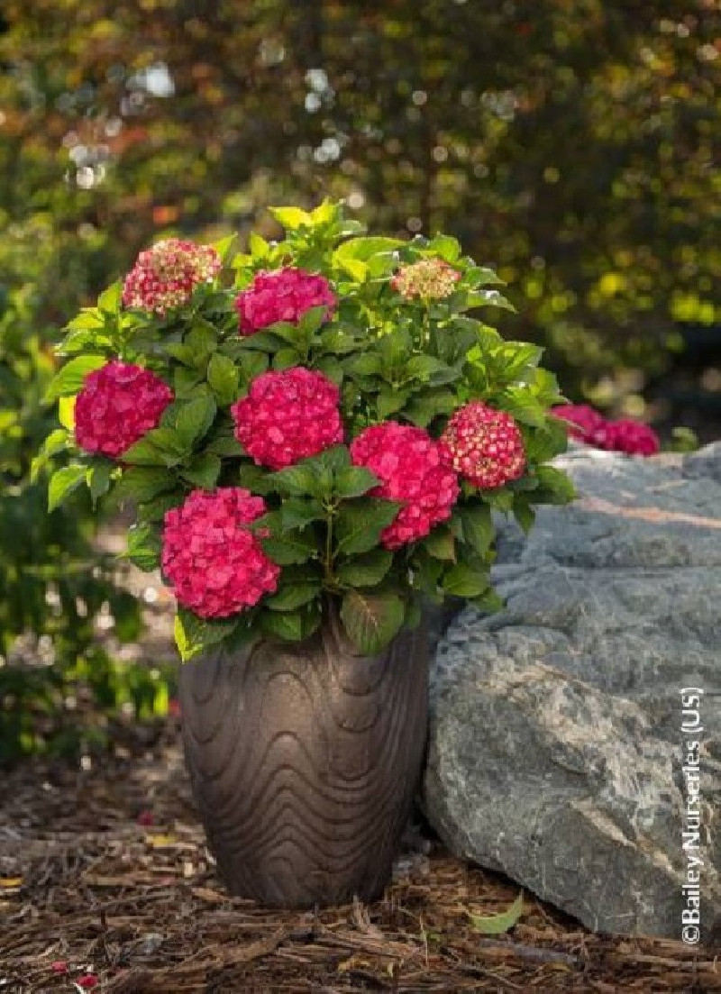 HYDRANGEA ENDLESS SUMMER SUMMER LOVE® (Hortensia)