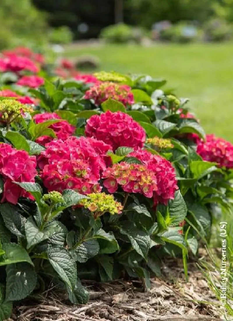 HYDRANGEA ENDLESS SUMMER SUMMER LOVE® (Hortensia)