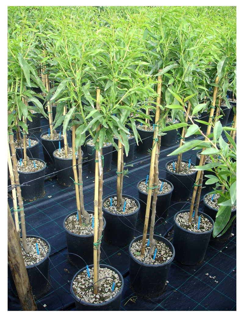 Amandier Texas (Prunus dulcis) — arbre fruitier productif à floraison ...