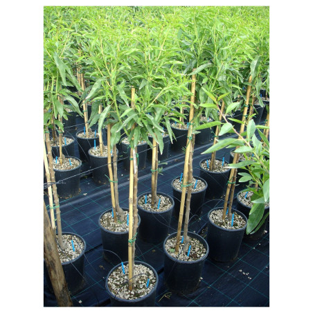 Amandier Texas (Prunus dulcis) — arbre fruitier productif à floraison ...