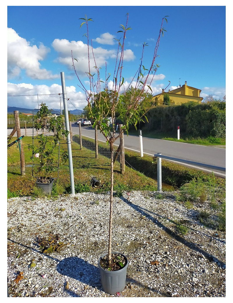 Amandier Texas (Prunus dulcis) — arbre fruitier productif à floraison ...