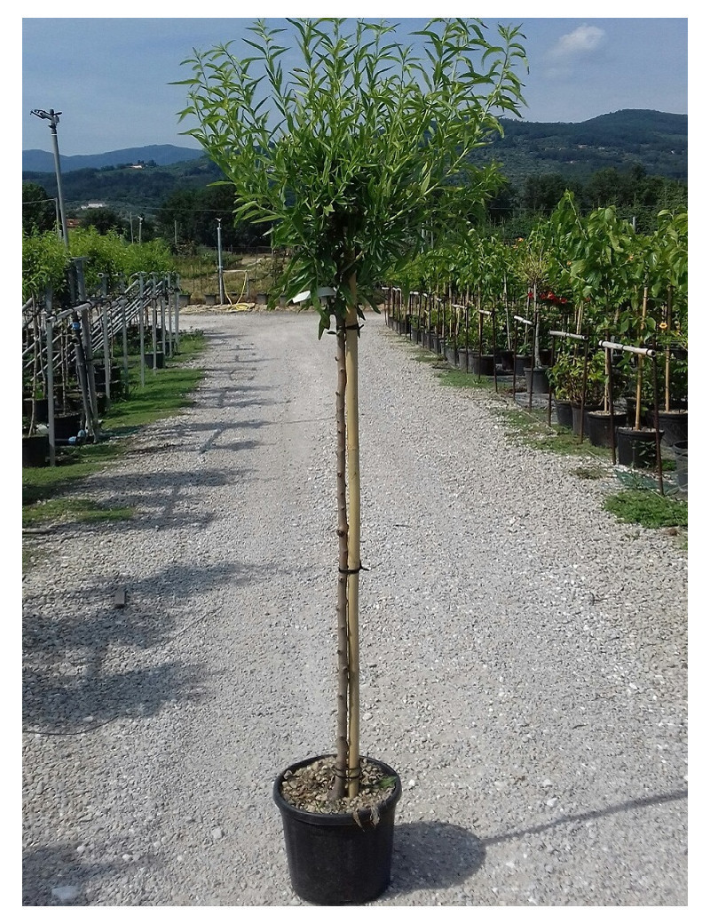 Amandier Texas (Prunus dulcis) — arbre fruitier productif à floraison ...