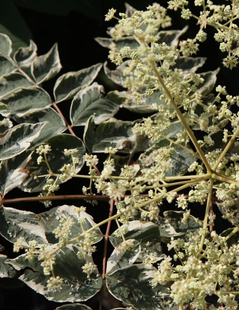Aralia elata Variegata – Angélique en arbre du Japon au feuillage ...