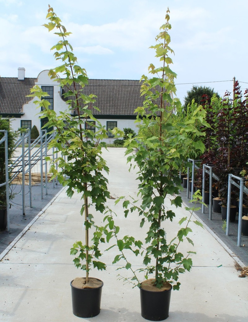 Acer rubrum Fairview Flame | Érable rouge flamboyant et rustique ...