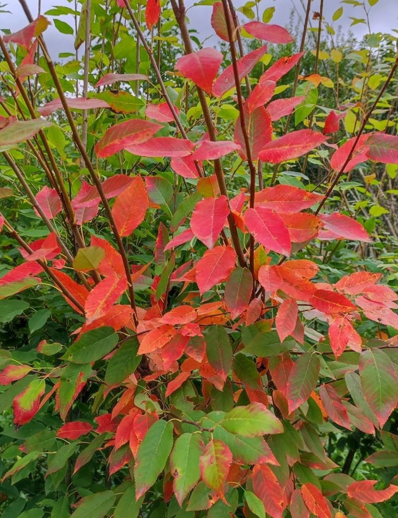 AMELANCHIER arborea ROBIN HILL (Amélanchier d'Amérique ROBIN HILL)