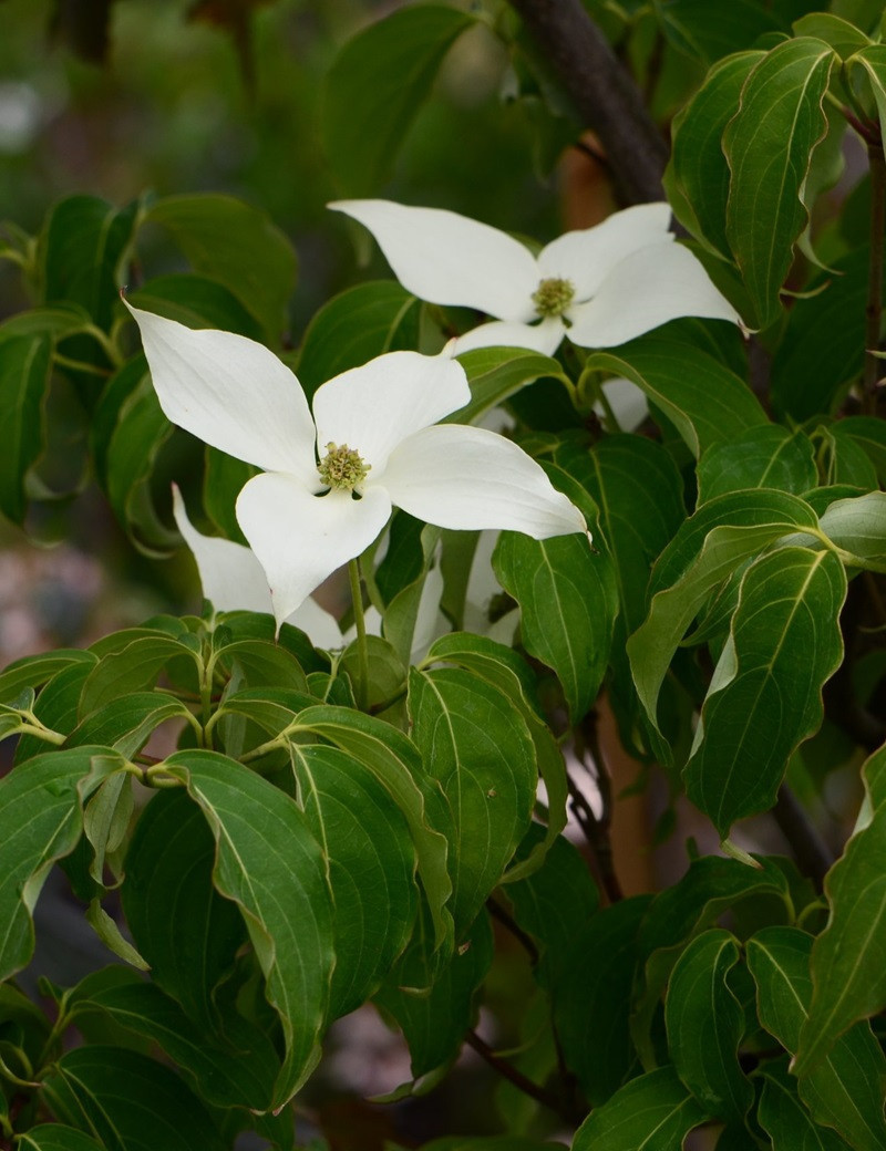 CORNUS kousa ROBERT'S SELECT (Cornouiller à fleurs)