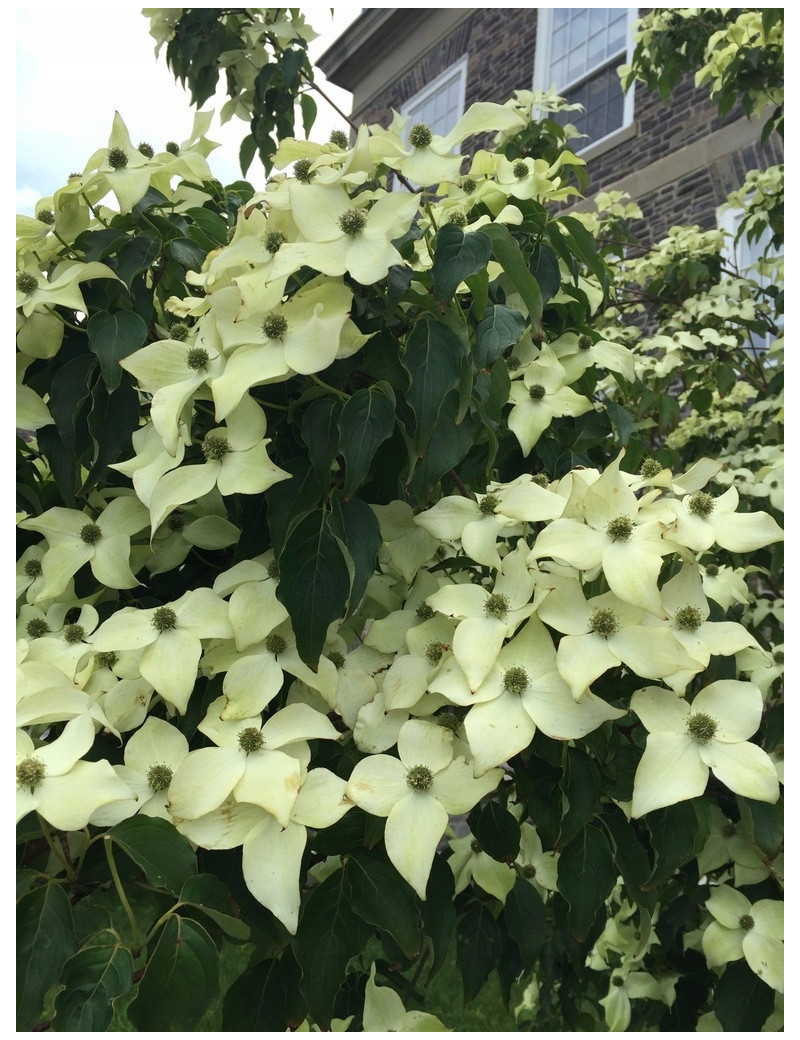 CORNUS kousa ROBERT'S SELECT (Cornouiller à fleurs)