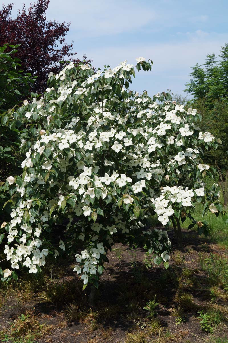 CORNUS kousa TEUTONIA (Cornouiller à fleurs)