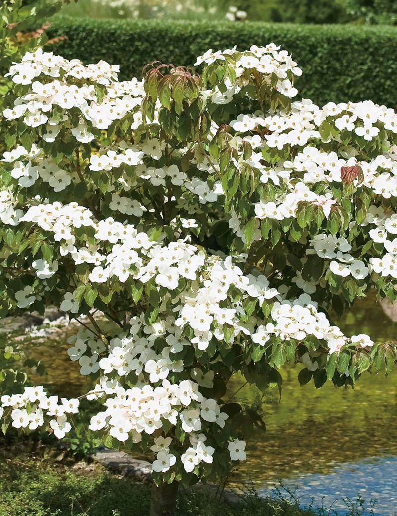 CORNUS kousa TEUTONIA (Cornouiller à fleurs)