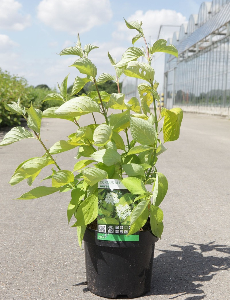 CORNUS alba AUREA (Cornouiller blanc doré)