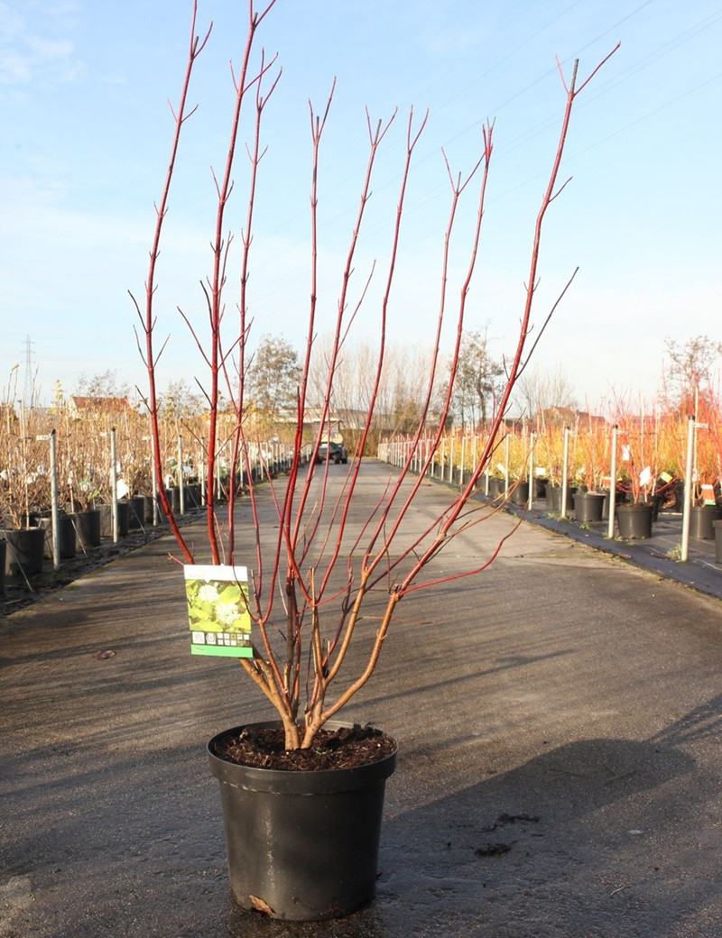 CORNUS alba AUREA (Cornouiller blanc doré)