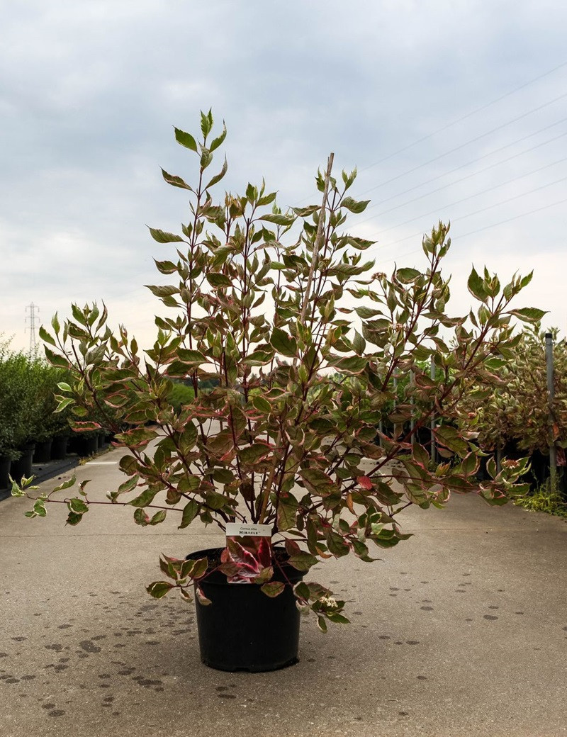 CORNUS alba MIRACLE® (Cornouiller blanc Miracle)