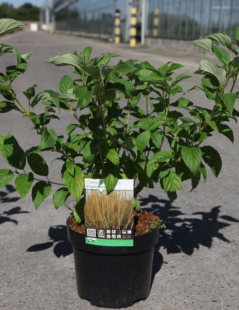 CORNUS sericea FLAVIRAMEA (Cornouiller stolonifère à bois jaune)
