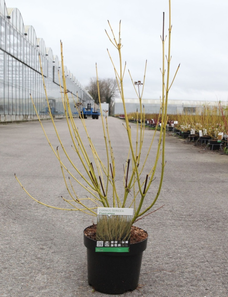 CORNUS sericea FLAVIRAMEA (Cornouiller stolonifère à bois jaune)
