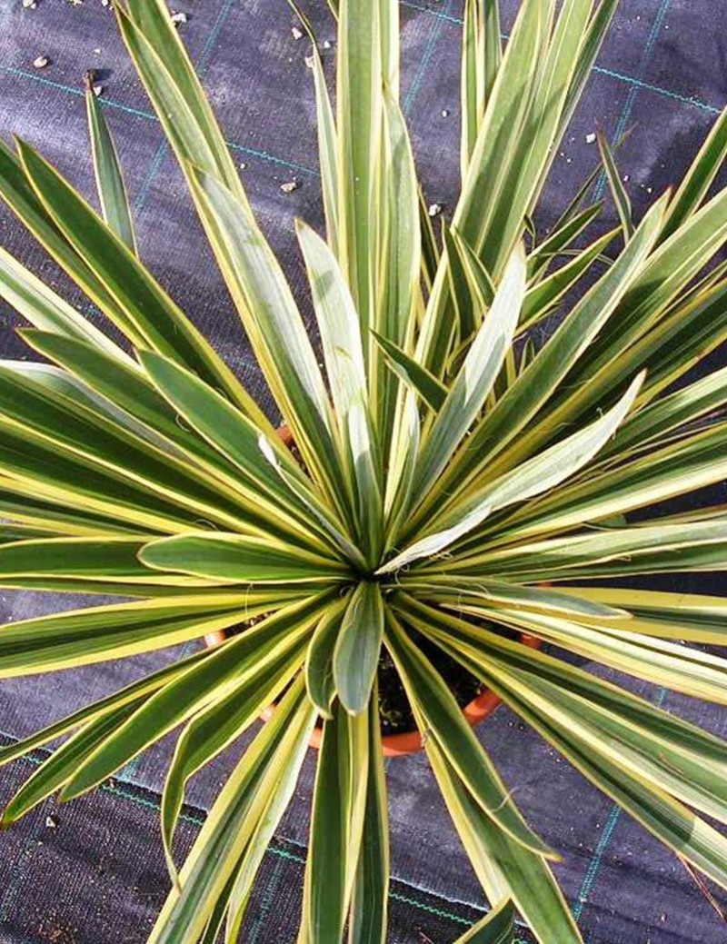 YUCCA filamentosa BRIGHT EDGE (Yucca filamenteux)