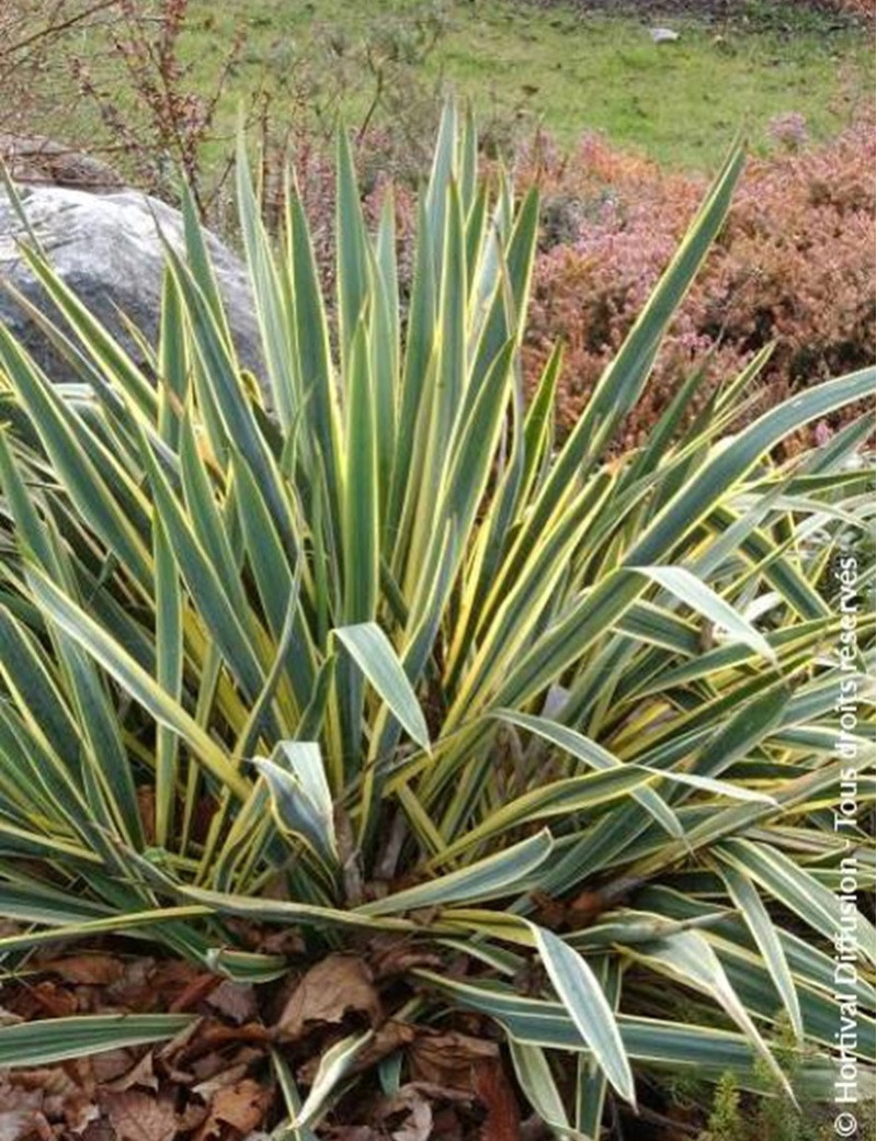 YUCCA filamentosa BRIGHT EDGE (Yucca filamenteux)