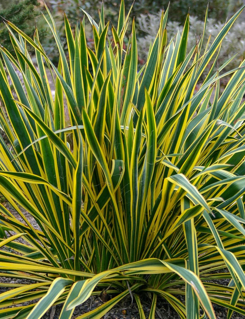 YUCCA filamentosa BRIGHT EDGE (Yucca filamenteux)