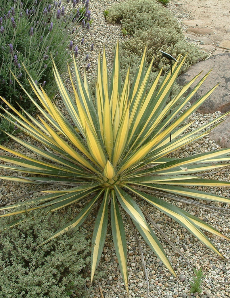 YUCCA filamentosa COLOR GUARD (Yucca filamenteux)