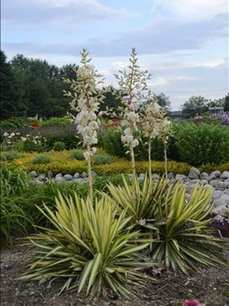 YUCCA filamentosa COLOR GUARD (Yucca filamenteux)