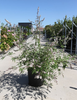 VITEX agnus-castus ALBUS (Gattilier, arbre au poivre)