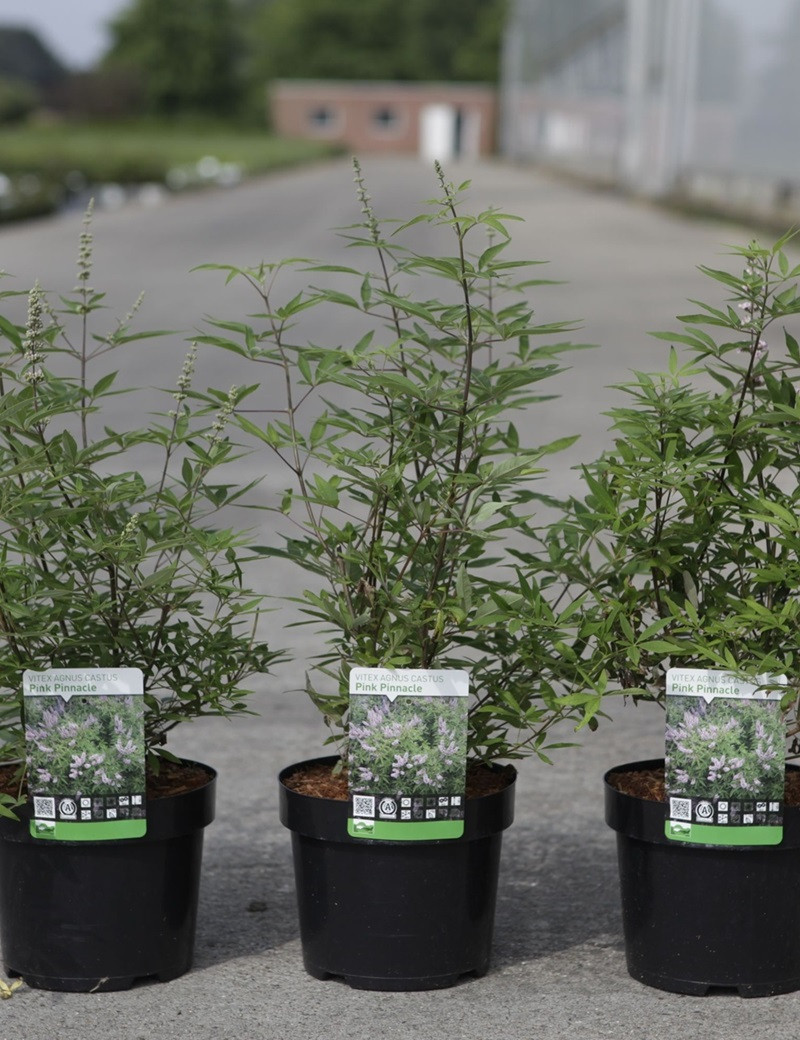VITEX agnus-castus PINK PINNACLE® (Gattilier, Arbre au poivre)