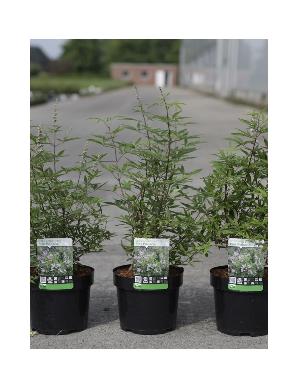 VITEX agnus-castus PINK PINNACLE® (Gattilier, Arbre au poivre)