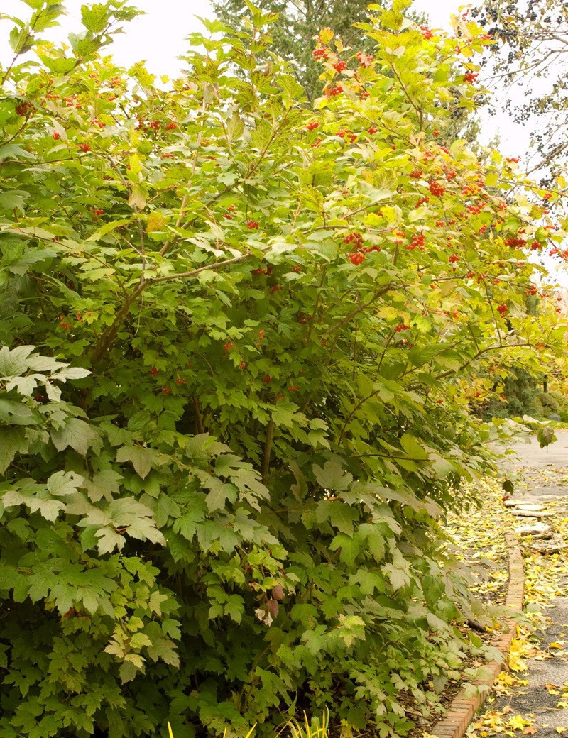 VIBURNUM trilobum WENTWORTH® (Viorne à feuilles trilobées)