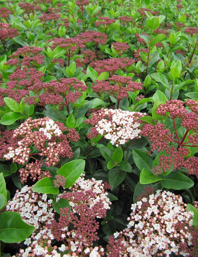 VIBURNUM tinus LISAROSE® (Laurier tin)