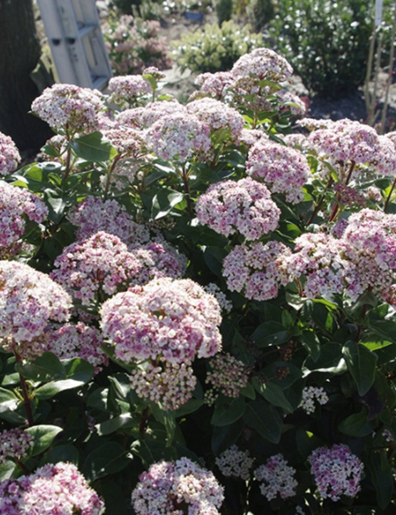 VIBURNUM tinus LISAROSE® (Laurier tin)