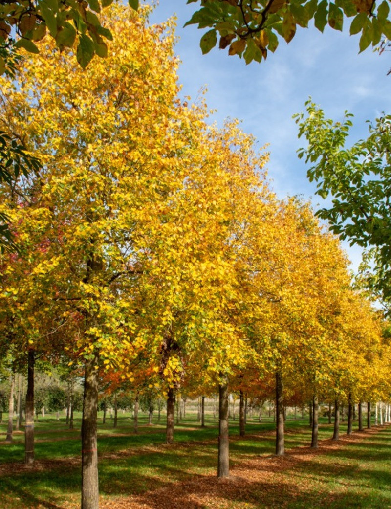 TILIA mongolica (Tilleul de Mongolie, tilleul à feuilles de vigne)